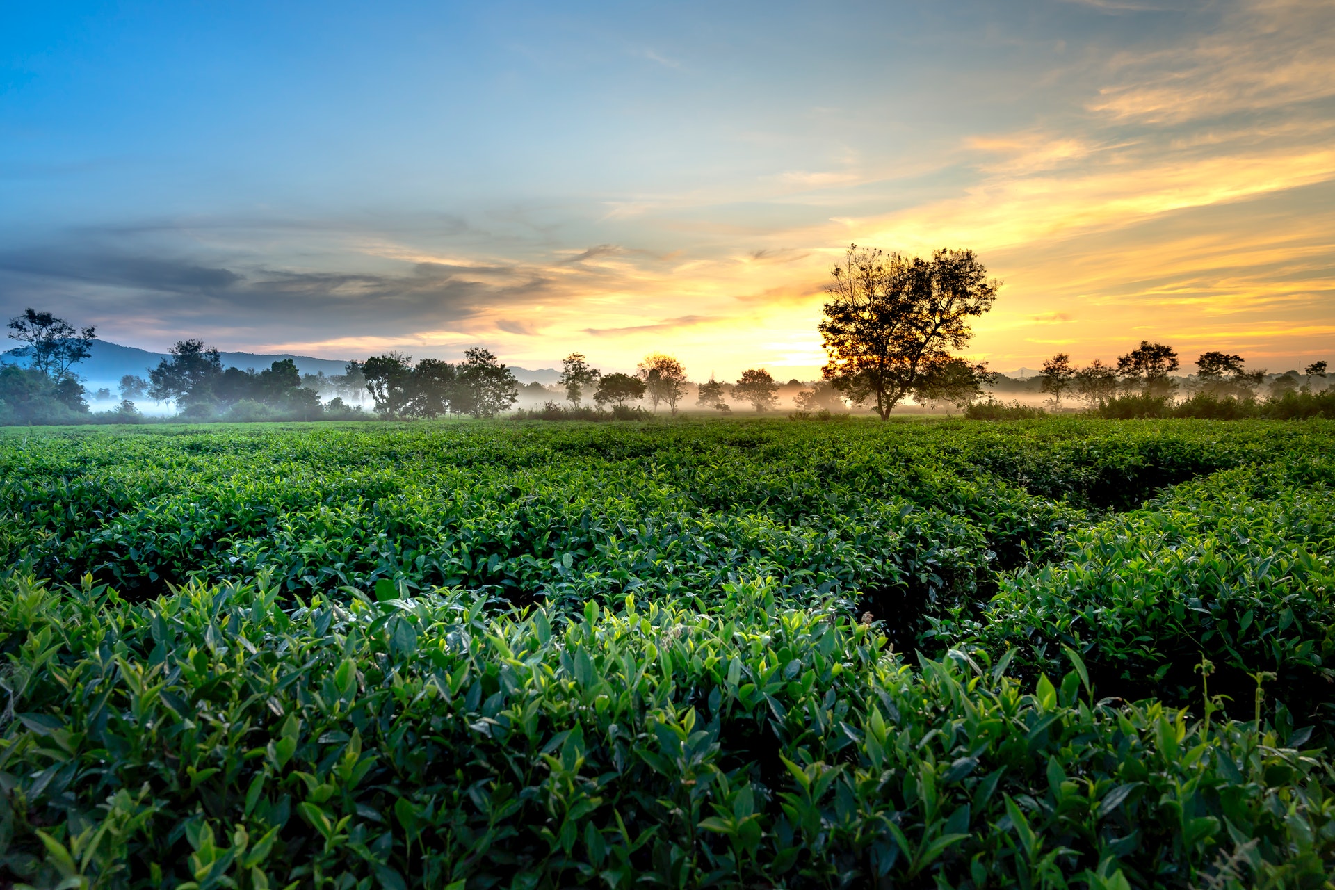 Organized Tours in the Rural Paths of Limuru | Lesioi Farm